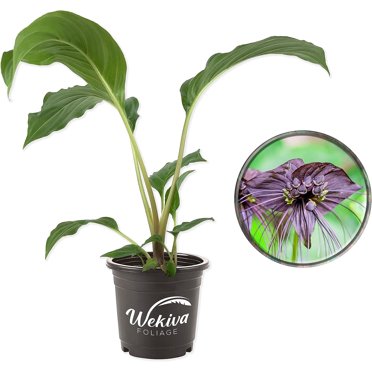 Rare Black Bat Plant -Tacca chanterii - Exotic Houseplant - 4" Pot ...