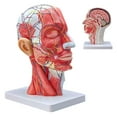 Merinden Life-Size Human Head Model with Removable Brain – Detailed ...