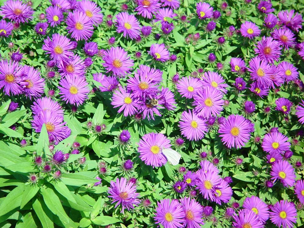 Purple Dome Fall Blooming Perennial Aster - Hardy - Gallon Pot ...