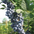 Legacy Blueberry Live Bush – 1 Gallon - Walmart.com