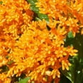 2 (Plugs Size) Orange Milkweed Plants Live Butterfly Asclepias Tuberosa ...