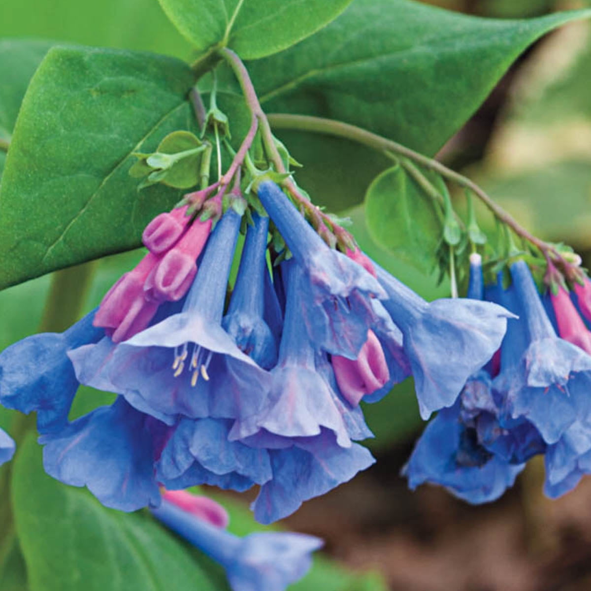Spring Hill Nurseries Virginia Bluebells Bare Root Perennial Plants, 10 ...