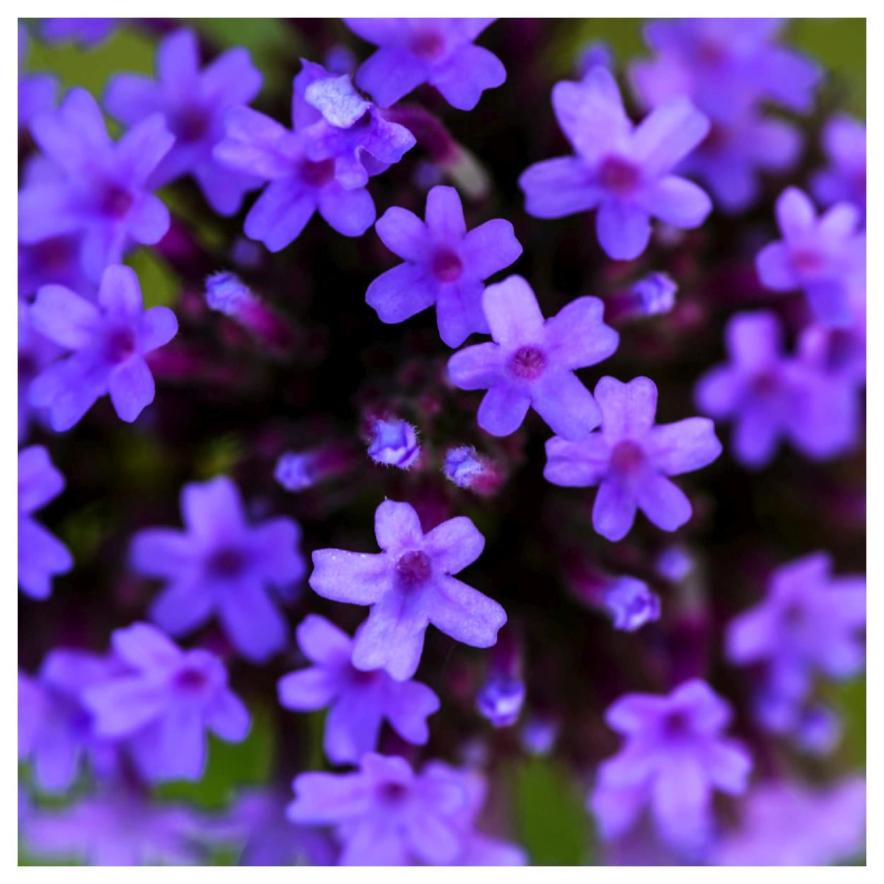 Everwilde Farms - 1/4 lb Dark Blue Moss Vervain Garden Flower Seeds ...