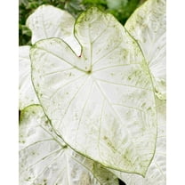 10 Florida Sweetheart Caladium Bulbs for Planting - Perennial Hosta ...