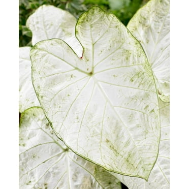 6 Crimson Skye Caladium Bulbs for Planting - Perennial Hosta, Elephant ...
