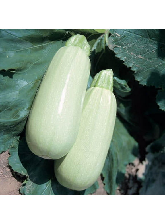 Squash Seeds in Seed Gardening - Walmart.com