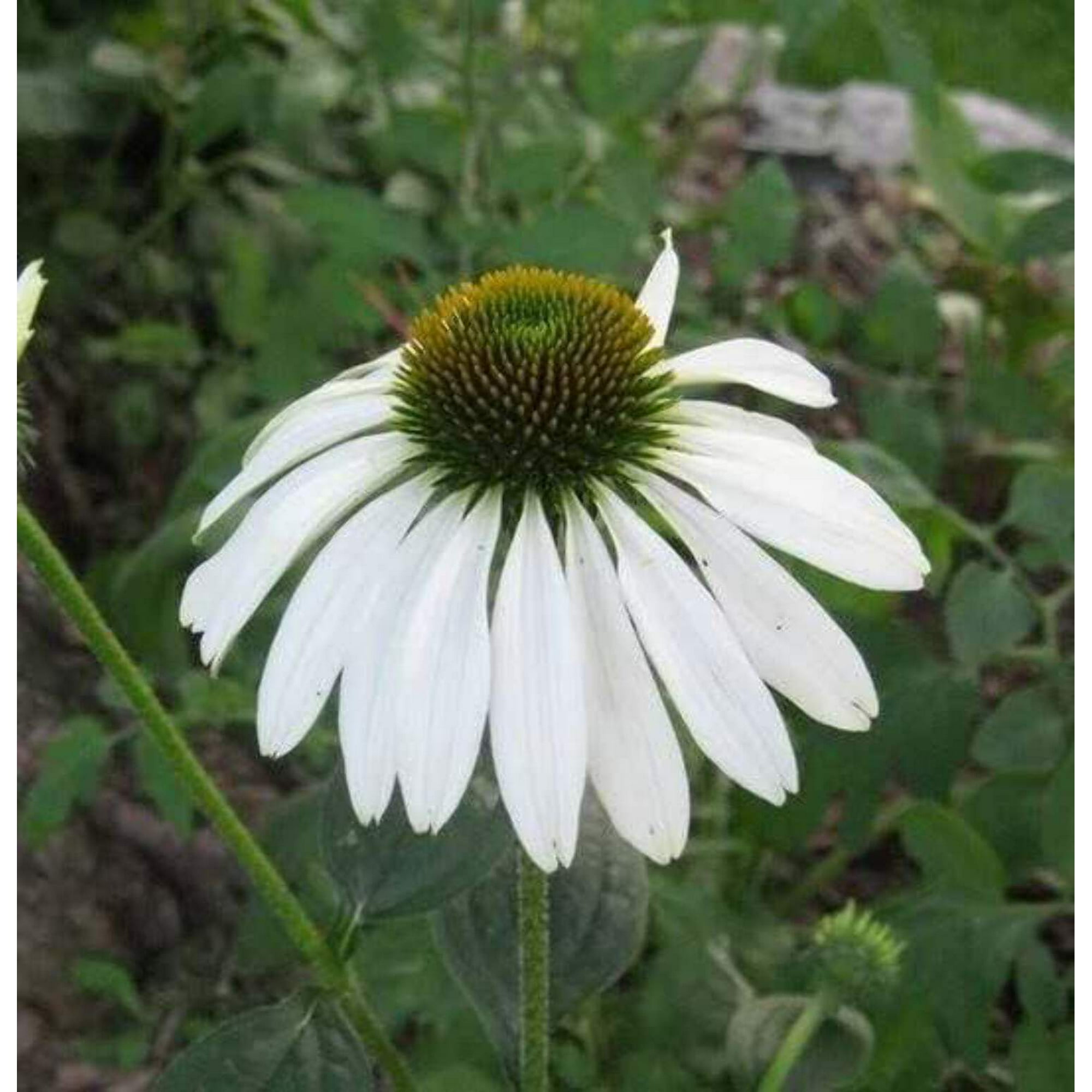 Click here for Seedville Usa 50 White Coneflower Echinacea Purpur... prices