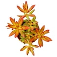 Live Plant Sedum Adolphi 'Firestorm' in 4in Pot--Color-Changing ...
