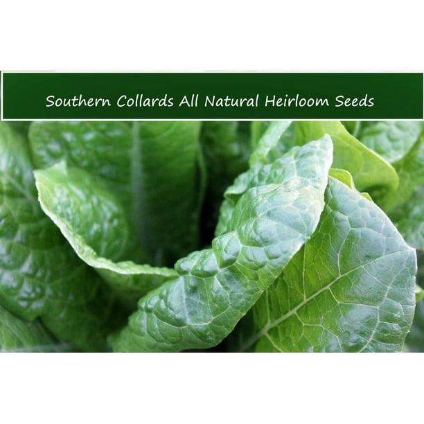 Vegetable SEEDS - Georgia Southern Collard Greens -100 seeds! Heirloom ...