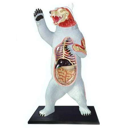 Brown Bear Anatomy Model - Walmart.com