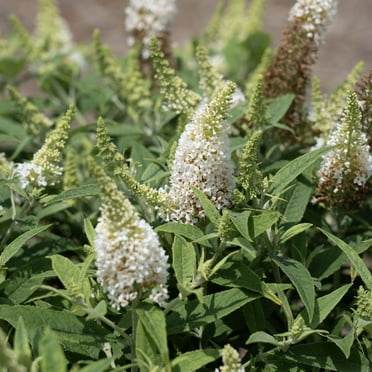 National Plant Network 3.25 in. Live Shrub Buddleia Butterfly Bush ...