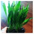 Java Fern on Driftwood (5-6 Inch) | Microsorum Pteropus Freshwater Easy ...