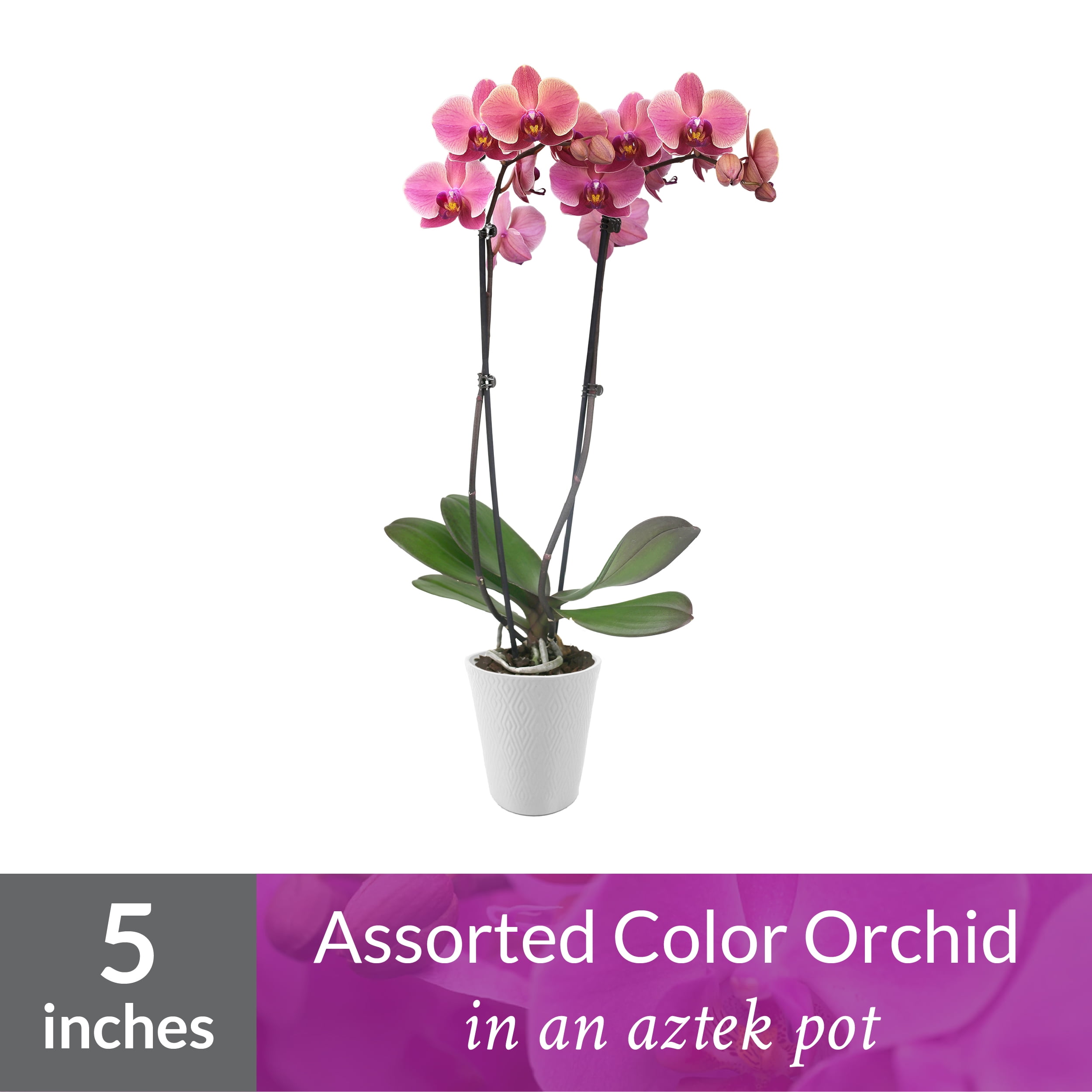 Walmart Inventory Checker – BrickSeek