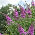 National Plant Network 3 gal. Buddleia Royal Razz Live Shrub Full ...