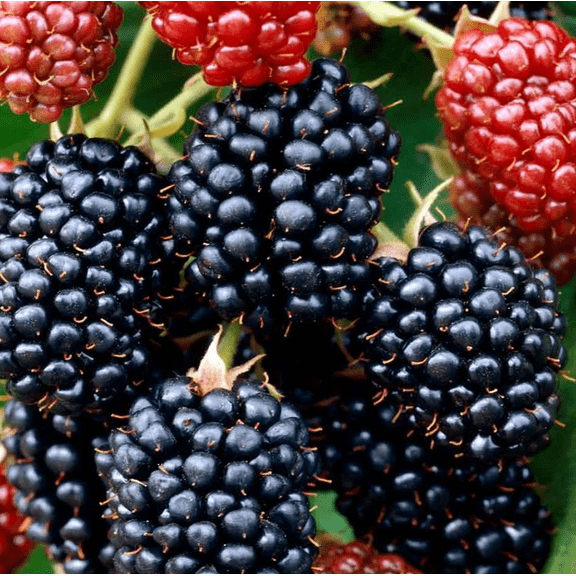 Eclipse BlackBerry Plant - Live Plant in a 2 Inch Pot - Rubus - Fruit ...