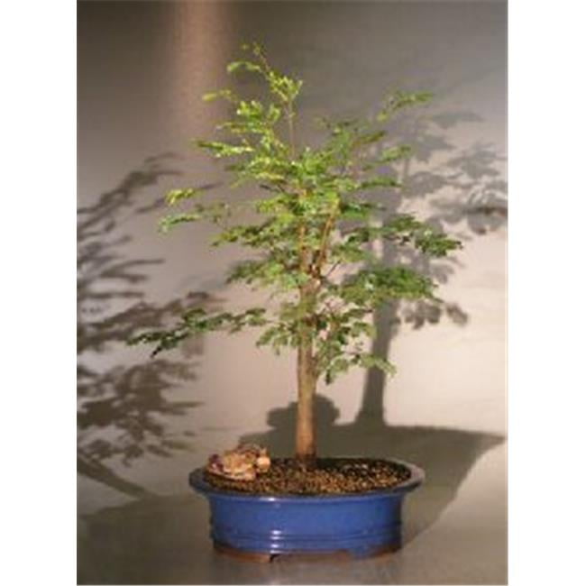 Bonsai Boy e3134 Horseflesh Mahogany Bonsai Tree - Lysiloma Sabicu ...