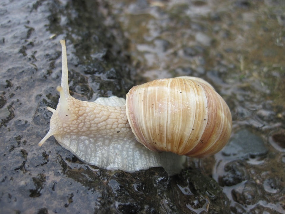 Mollusk Slowly Close Nature Snail Spiral Shell-20 Inch By 30 Inch ... Mollusk Slowly Close Nature Snail Spiral Shell-20 Inch By 30 Inch ...