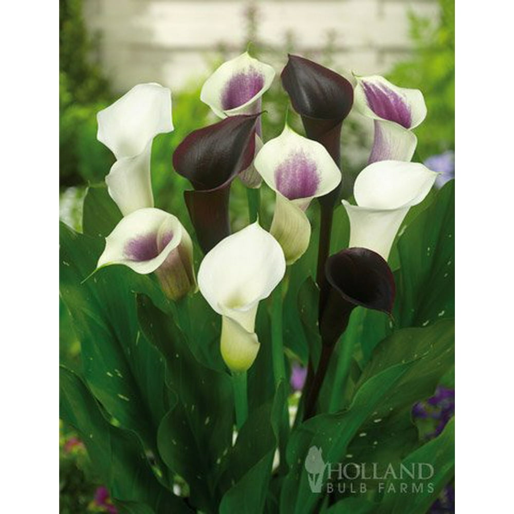 Deluxe Exclusive Calla Combo - Walmart.com - Walmart.com