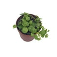 String of Turtles Peperomia Prostrata, Vining Plant, Live Tiny Mini Pixie Plant, 2 inch Pot by ...