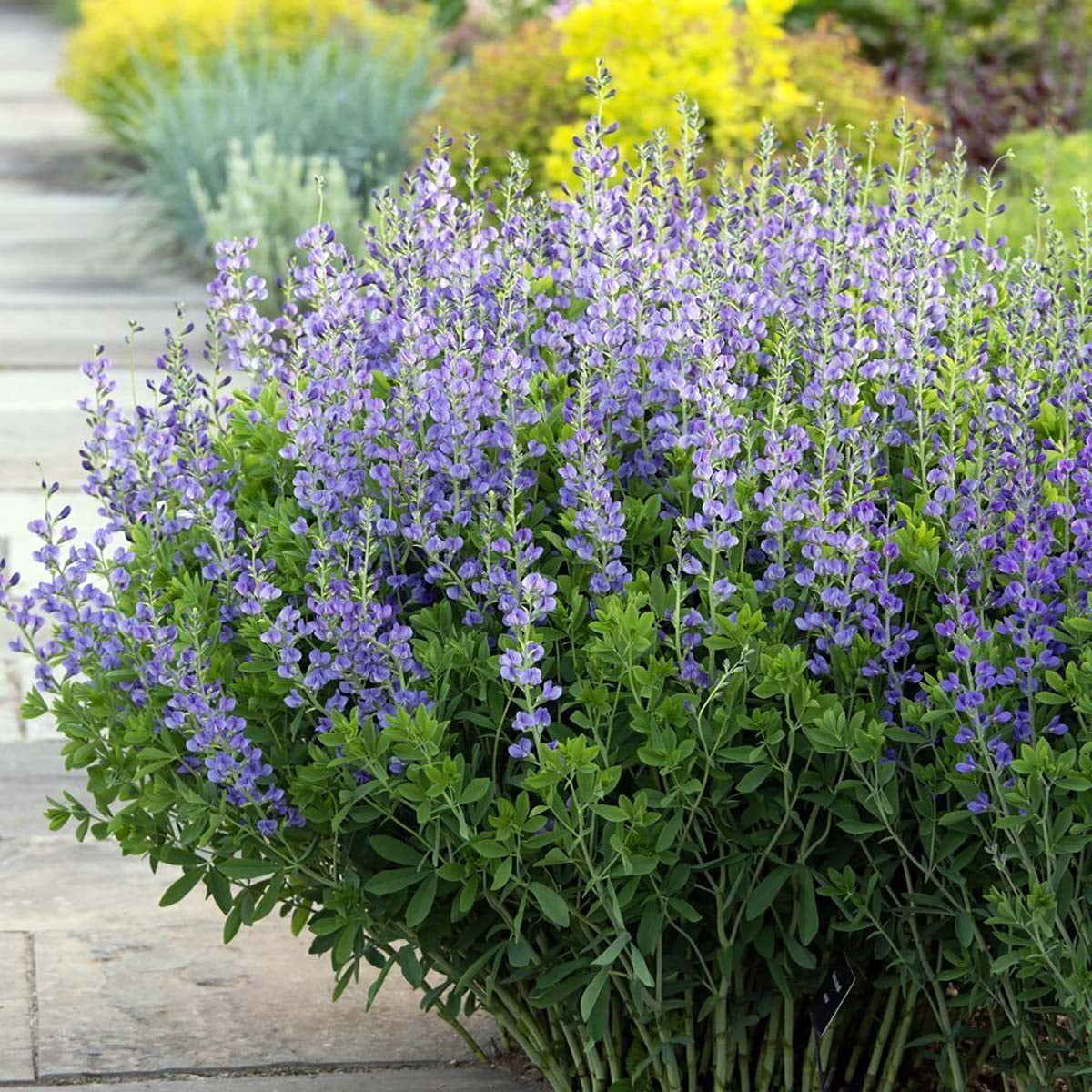 Blue False Indigo Perennial - Baptisia australis - Quart Pot - Walmart.com