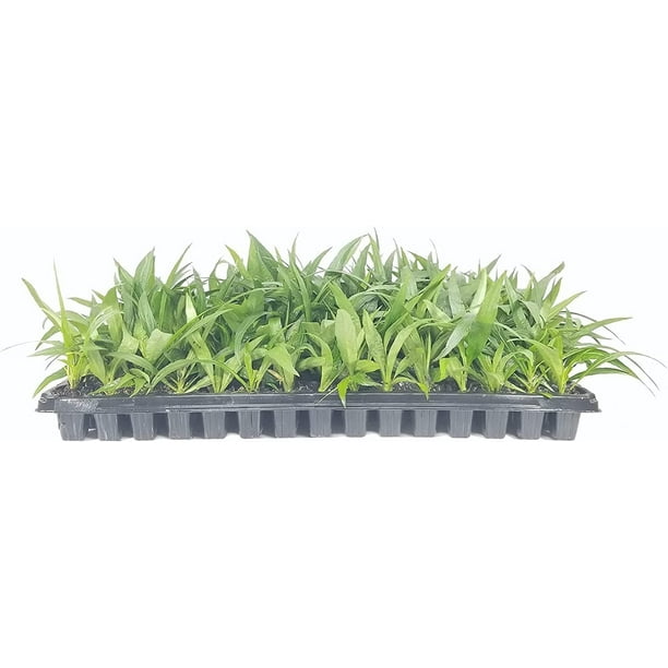 Dwarf Mexican Petunia Pink Katie's Dwarf Ruellia Brittoniana 10 Live ...