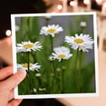 3drose, Ilove Spring - White Daisies - Flowers - Photography, 6 ...