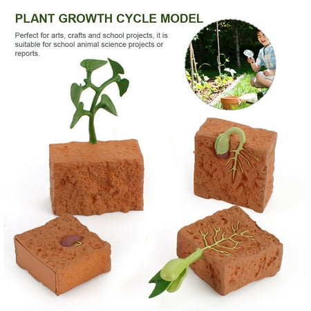 Simulation Life Plant Growth Cycle Model Educational Toys Green Bean ...