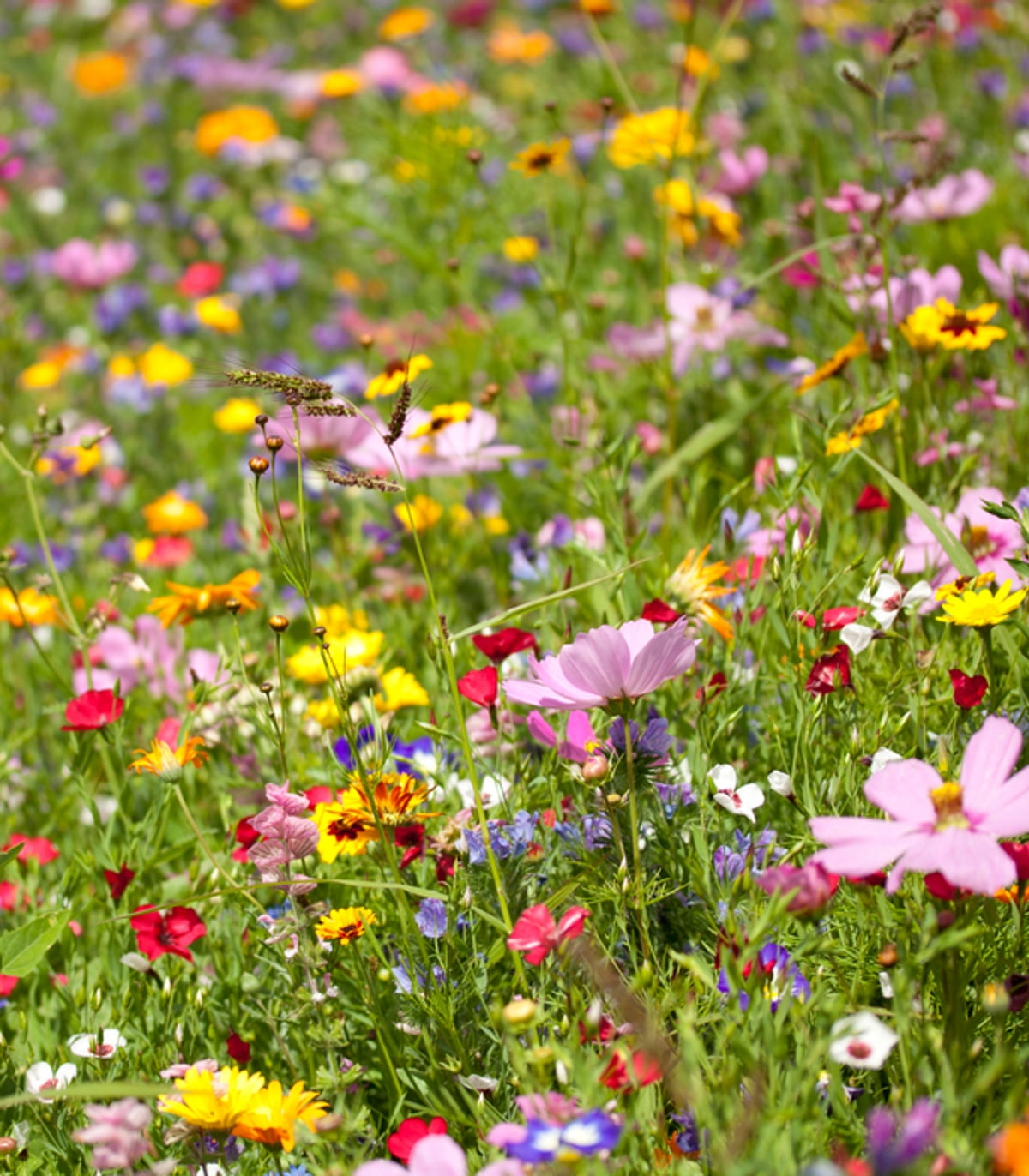 Earthcare Seeds - Dryland Xeriscape Flower Mix 3000 Seeds (Annuals and ...