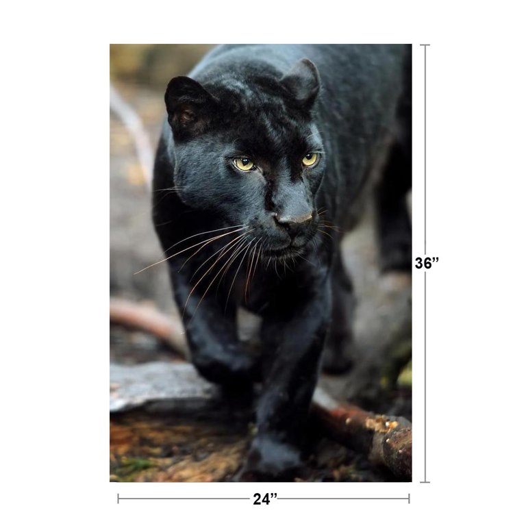 Black Jaguar Cat Drawing