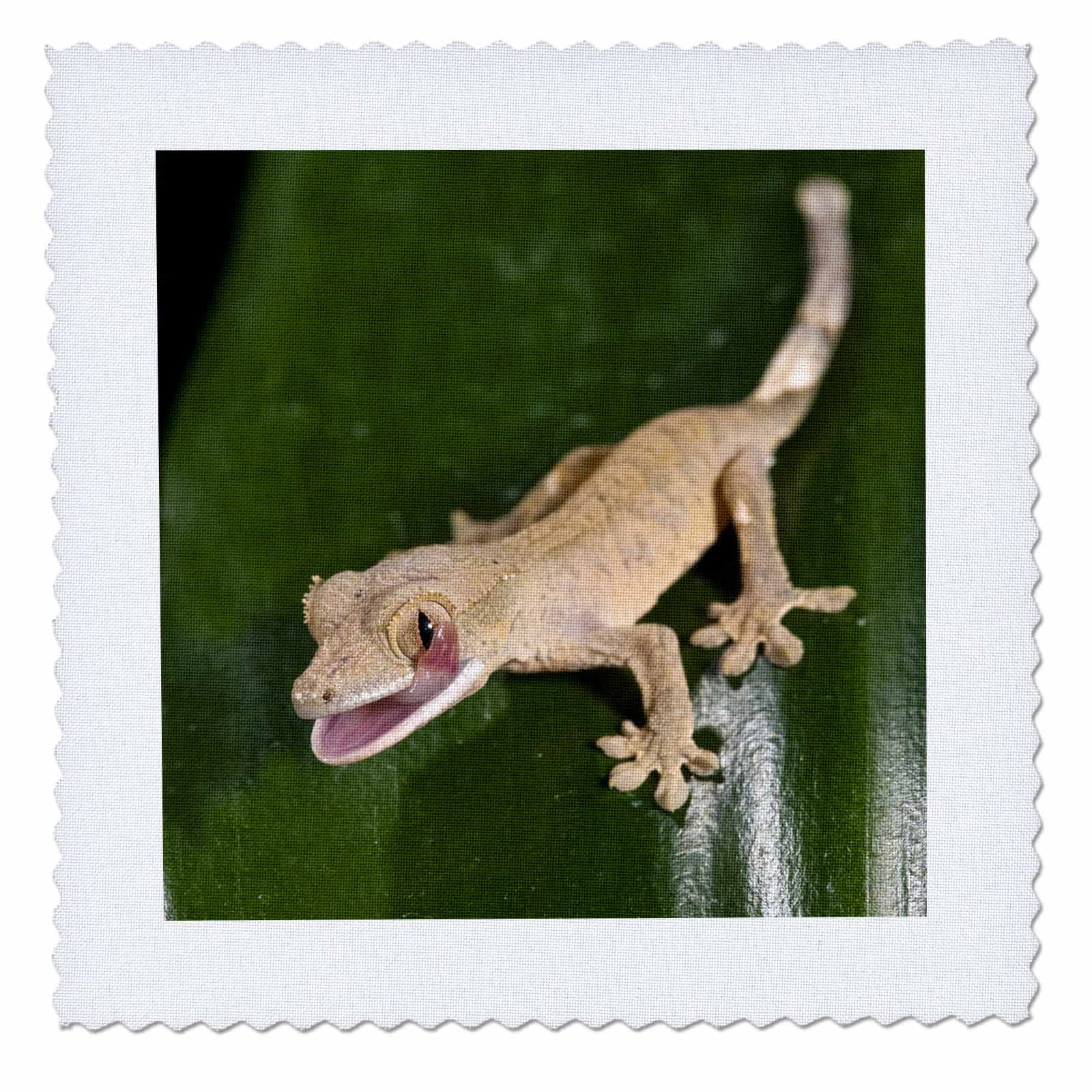 3dRose Juvenile Crested Gecko, lizard - NA02 DNO0683 - David Northcott ...