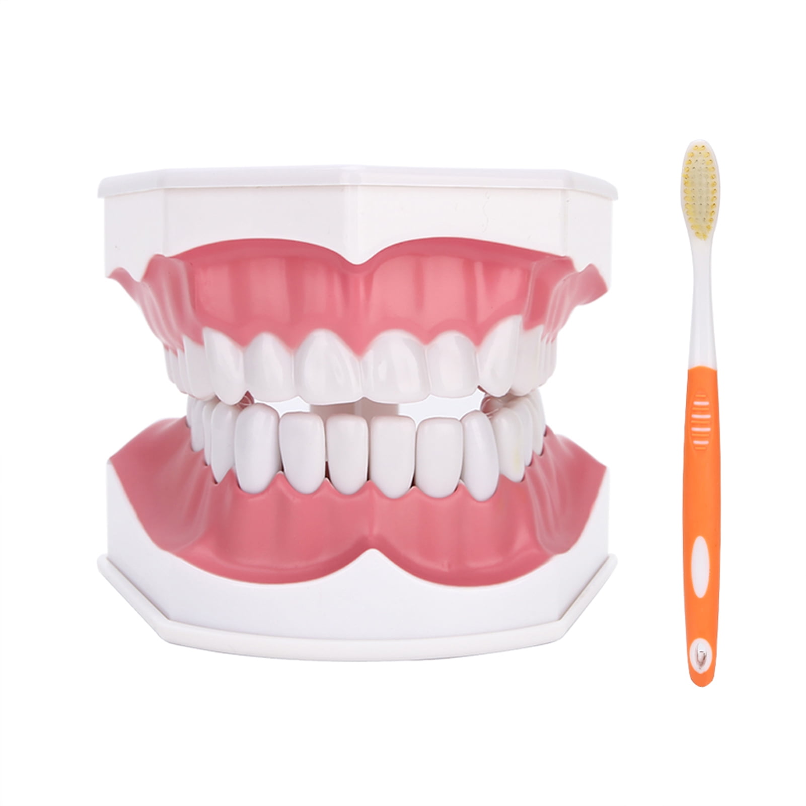 Modelo de diente dental que estudia la demostración de cavidad de ...