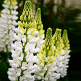 TomorrowSeeds - Noble Maiden White Russell Lupine Seeds - 1800+ Count ...