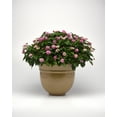 2.5 in. Lantana Bloomify ™ Pink Live Annuals With Full Sunlight in ...