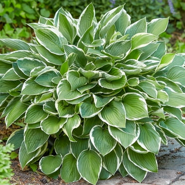 Filigree Hosta Dormant Bare Root Perennial Plant, 1-Pack - Walmart.com