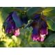 10 BLUE SHRIMP PLANT / Honeywort Cerinthe Major Flower Seeds - Walmart.com