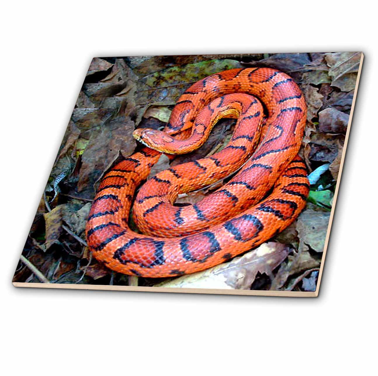 3dRose CORN SNAKE - Ceramic Tile, 4-inch - Walmart.com