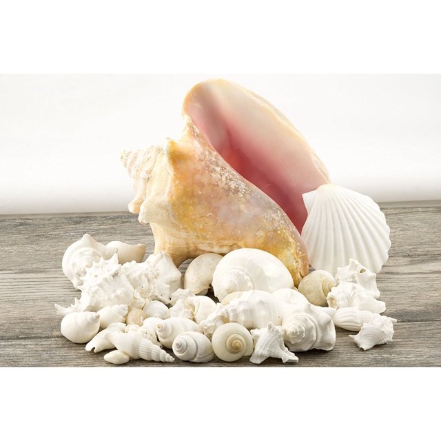 White Decorative Sea Shell Mix with Conch Shell | 6 - 8" Conch with 1 ...