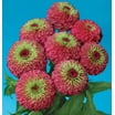 50 Pack, Carousel Mix Zinnia Elegans, Bicolor Flower Seeds in Mixed ...