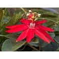 Red Passionflower Vine Seeds for Planting (10 Seeds) - Passiflora princeps - Walmart.com