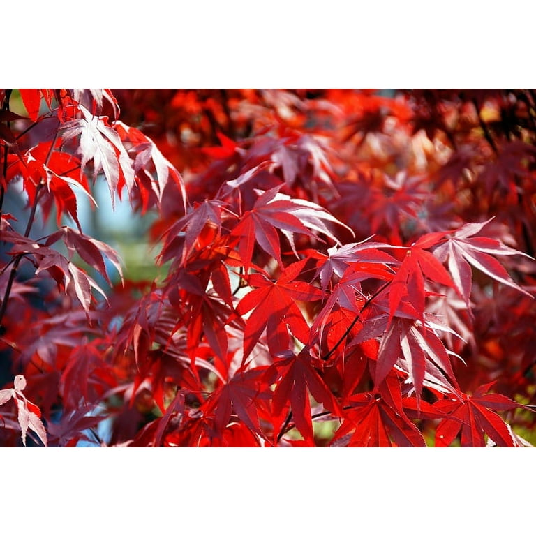 Fireglow Japanese Maple Tree
