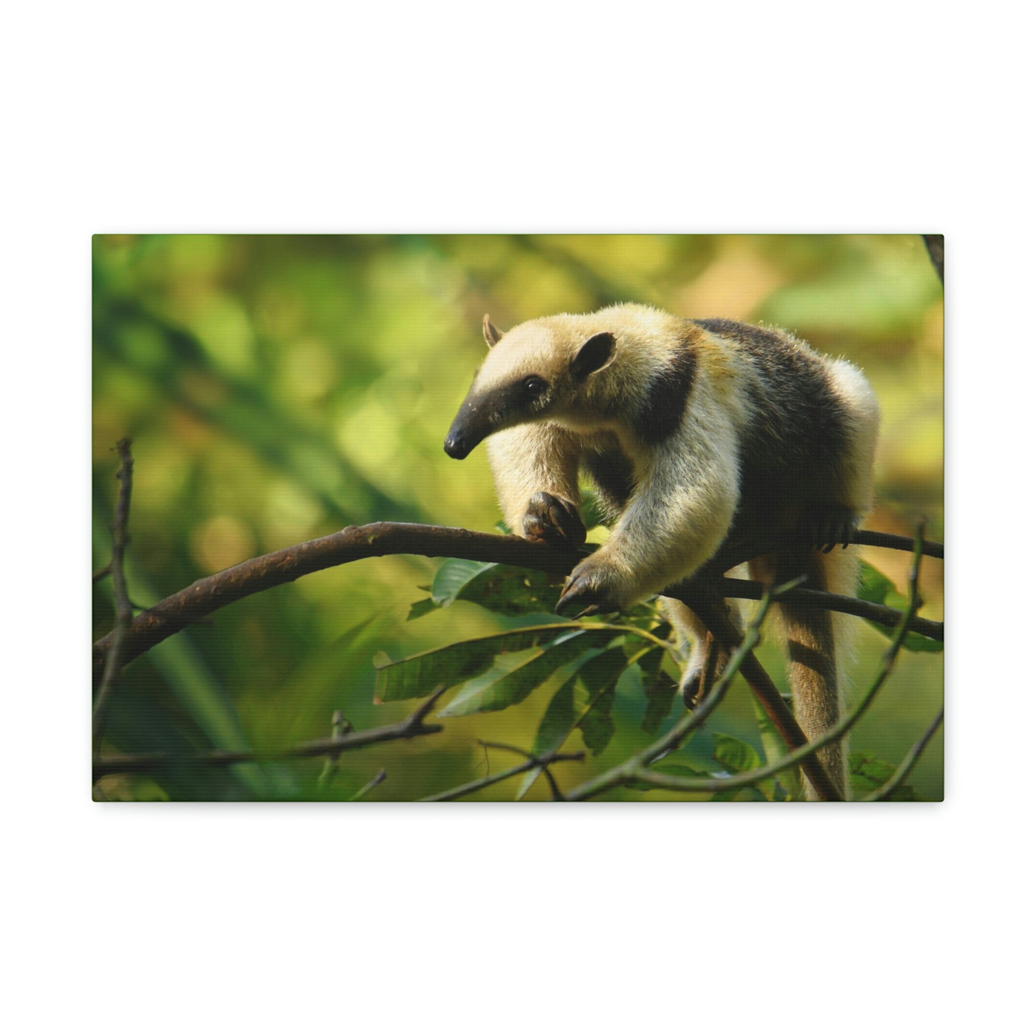 Funny Anteater Silly Anteater Outside Wall Art Ready to Hang Unframed ...