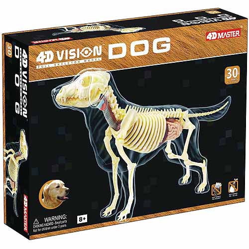 4D Vision Full Skeleton Dog Model - Walmart.com