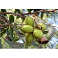 5 HARDY PECAN Tree Carya Illinoinensis King Nut Native Fruit Tree Seeds ...