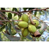5 HARDY PECAN Tree Carya Illinoinensis King Nut Native Fruit Tree Seeds ...
