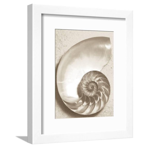 Sea Shell, Animals Framed Art Print Wall Art by Doug Chinnery Sold by ...