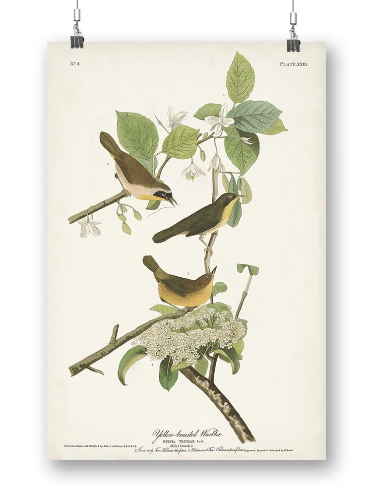 Yellow-Breasted Warbler Poster - John James Audubon Designs, - Walmart.com