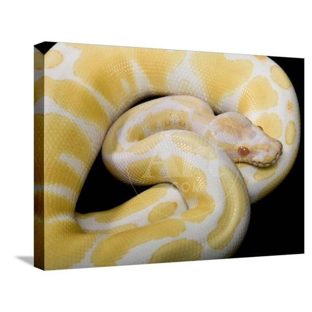 Burmese Albino Python
