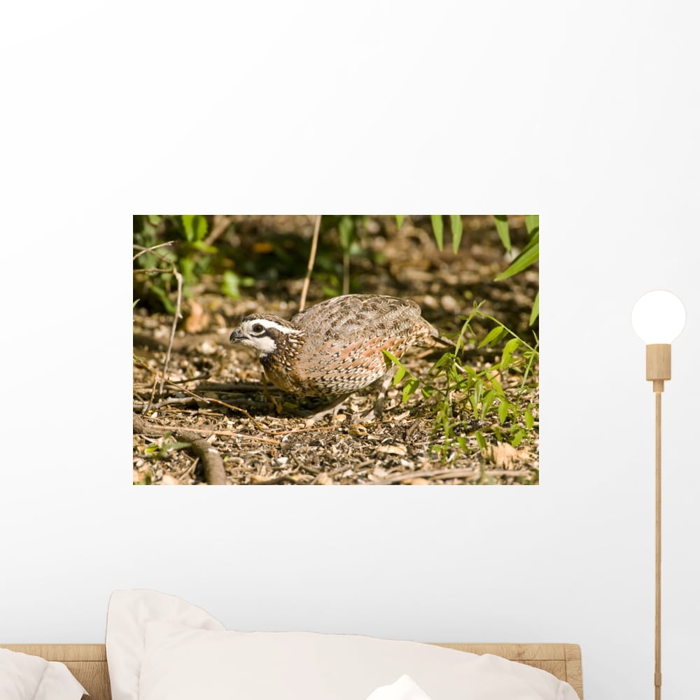 Northern Bobwhite Quail Feeding Wall Mural Decal Sticker, Wallmonkeys ...