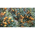 20 Tangerine Mandarin Orange Citrus Reticulata Fruit Tree Bush Seeds ...
