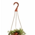 String of Bananas Hanging Succulent in 6" Grower Pot - Walmart.com